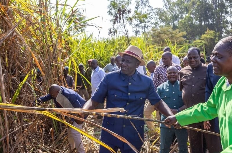 Kenya exits COMESA sugar safeguard after 24years - Nairobi Law Monthly